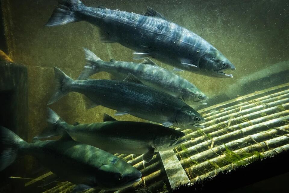 Editorial: Trump administration's salmon funding cut threatens decades ...