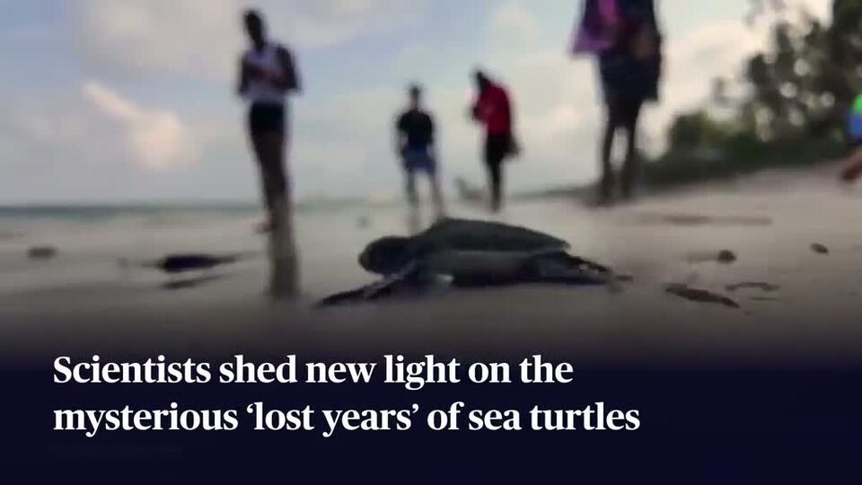 Scientists shed new light on the mysterious ‘lost years’ of sea turtles ...