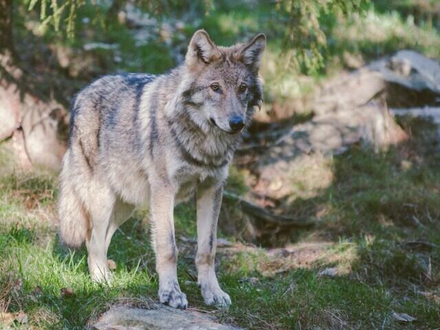 Wolf pup sighting: CPW confirms 1st wolf reproduction since reintroduction