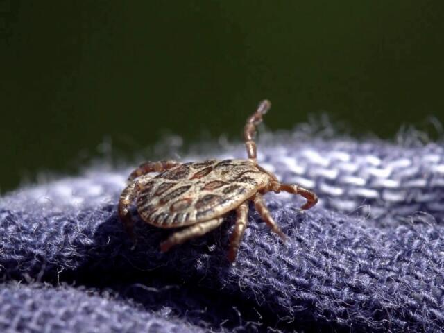 'Ticks are here': How to protect yourself, family and pets during tick ...
