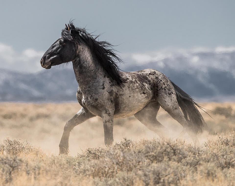 Mark Your Calendars For A Wyoming Wild Horse Adoption Event - NewsBreak