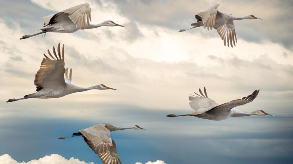 Quantum Biology Says Migratory Birds May Navigate Using a Compass Built ...