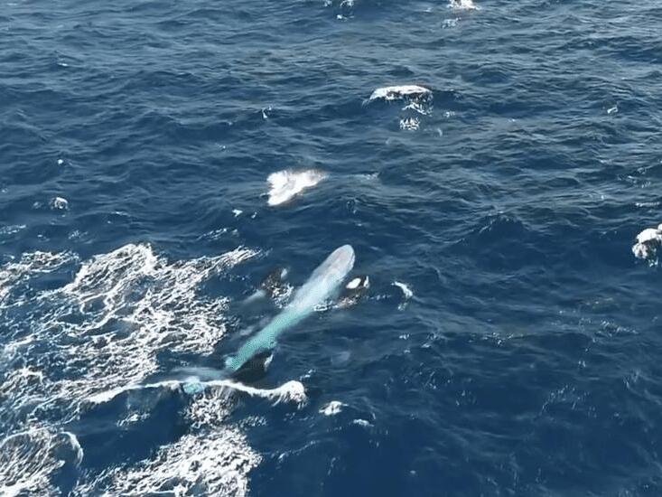 Nearly 80 Killer Whales Hunt Down Blue Whale In Wild Video