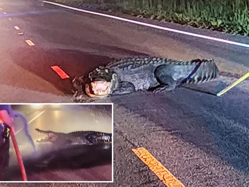 Massive alligator lunging at cars on North Carolina highway scared off ...