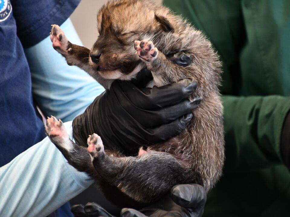 Fish and Wildlife Service reports a record season for wolf foster program