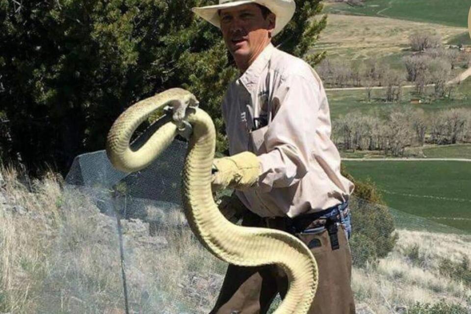 Snake Busters - NewsBreak