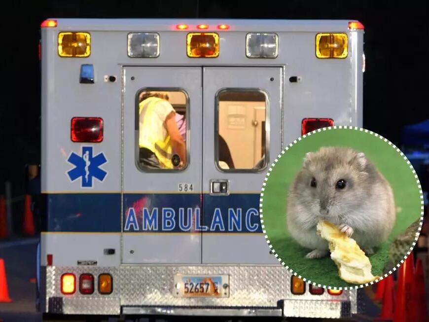 Man Almost Dies After Being Bitten by Family Hamster