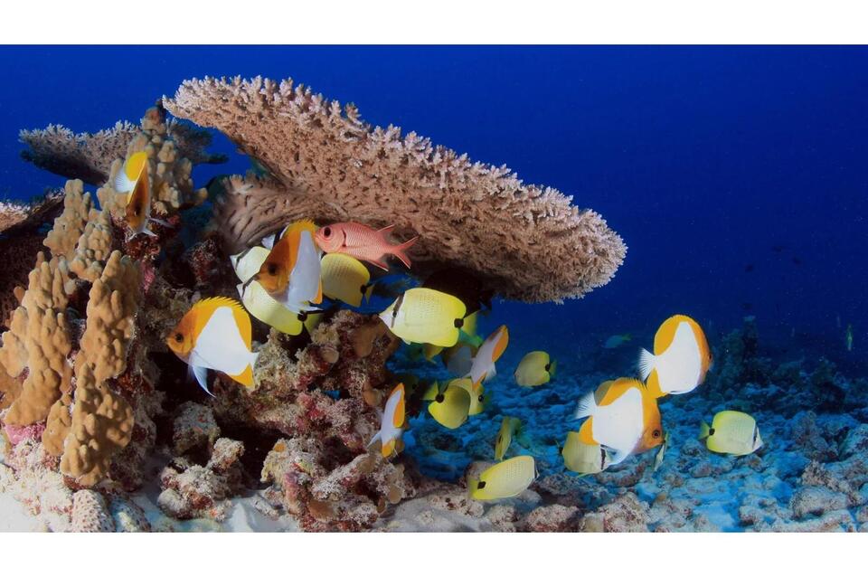 The Role of Microorganisms in Marine Ecosystems and Why They Matter ...