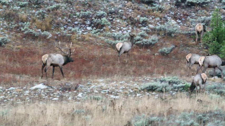 Wyoming Game And Fish Gears Up For 2026 Planning - NewsBreak