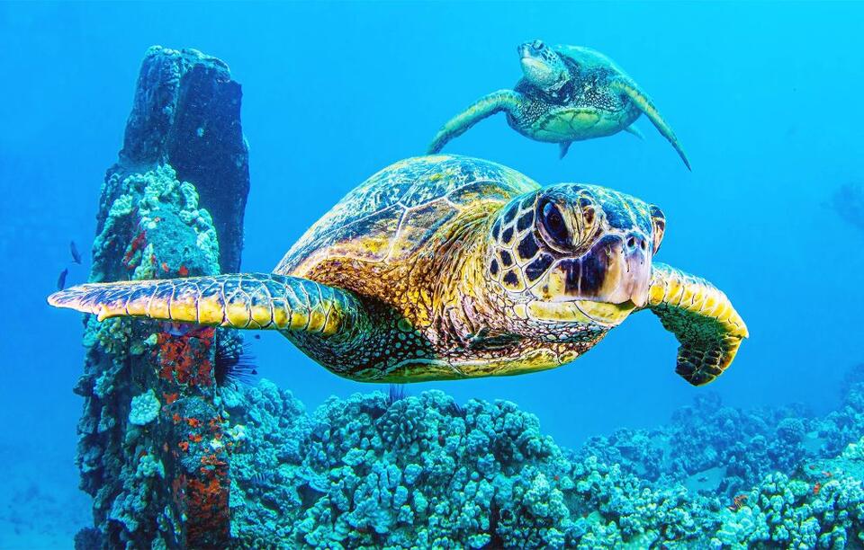 Sea turtles show signs of recovery, but conservation issues remain ...