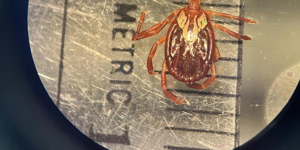 Iowa’s first Gulf Coast tick discovered, Lone Star tick also found ...