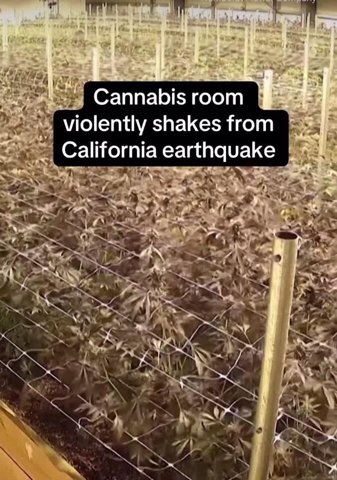 cbsnewsplanet: A licensed cannabis grow room violently shook on Dec. 5 ...
