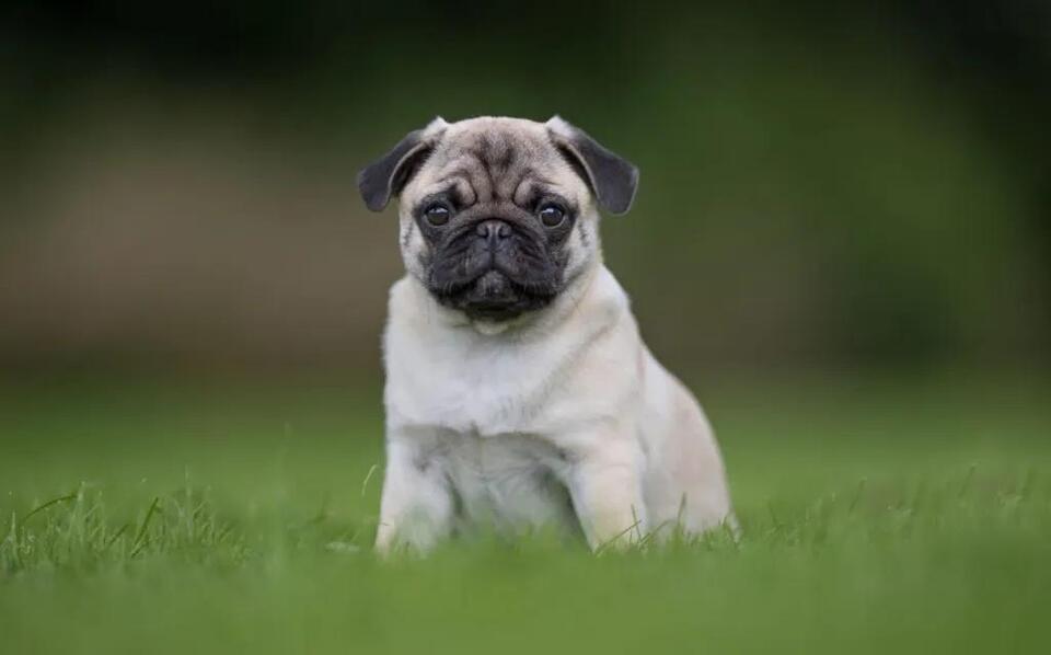 Pug Puppy Pictures and Facts - NewsBreak