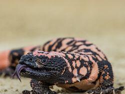 Meet The Gila Monster: The Only Venomous Lizard In The United States