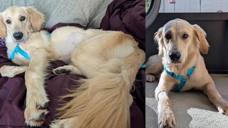 Florida adorable and gentle Golden Retriever seeks forever home and ...