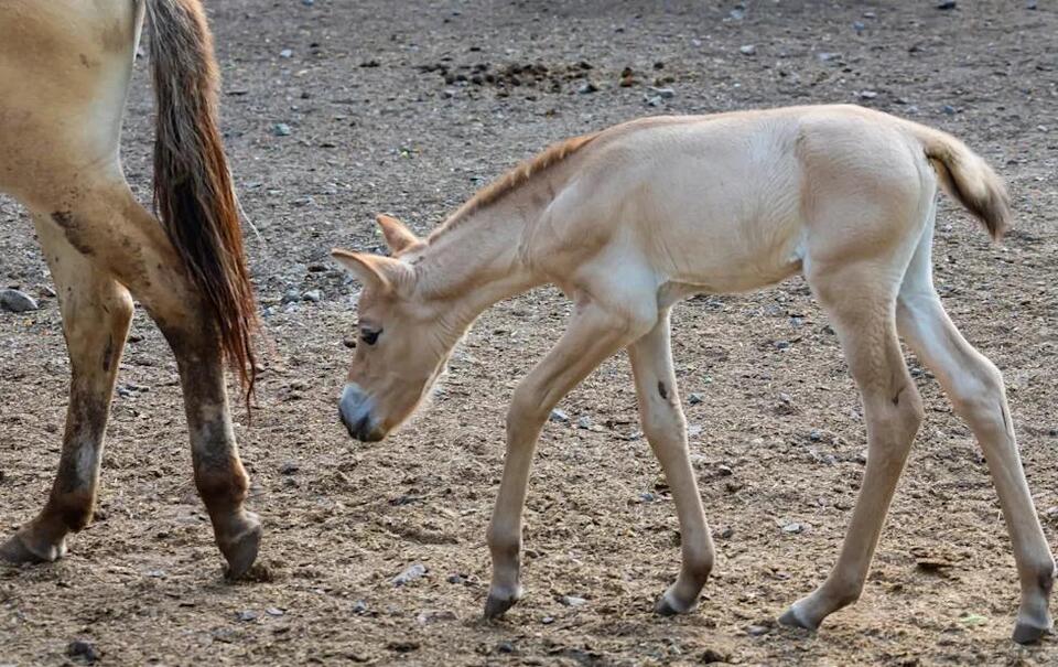 Bronx Zoo's rare foal marks a comeback for horse species once near ...