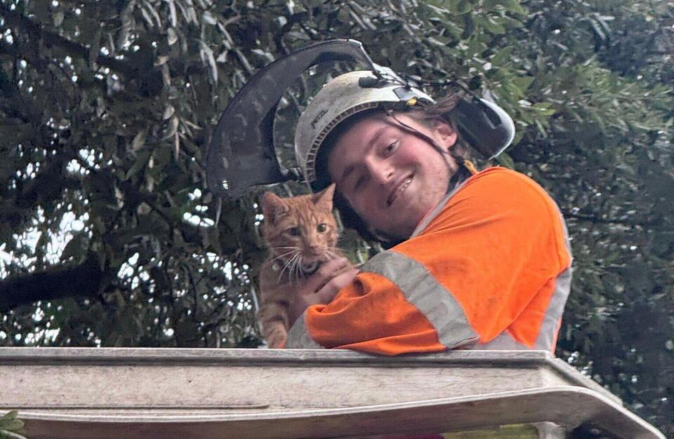 Cat stuck in tree for 24 hours rescued using cherry picker - NewsBreak