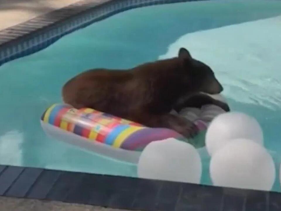 Black Bear Hops Onto Float To Relax In Backyard California Pool