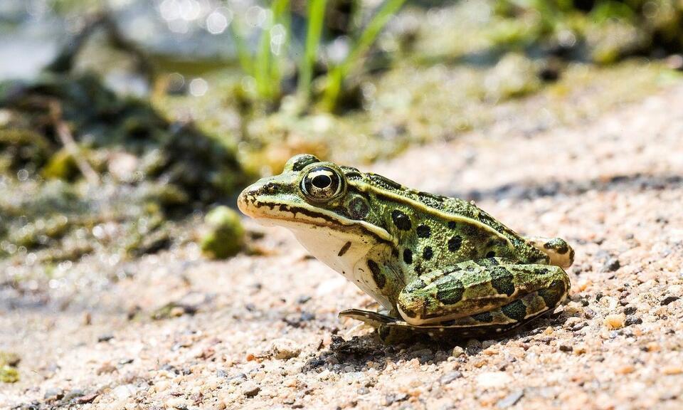 19 Great Frogs Facts For Kids - NewsBreak