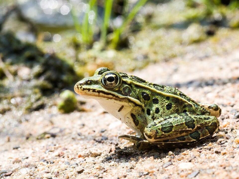 19 Great Frogs Facts For Kids
