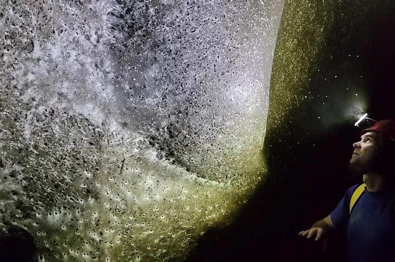 'World's largest' spider web found in dark cave, home to 110K creepy ...