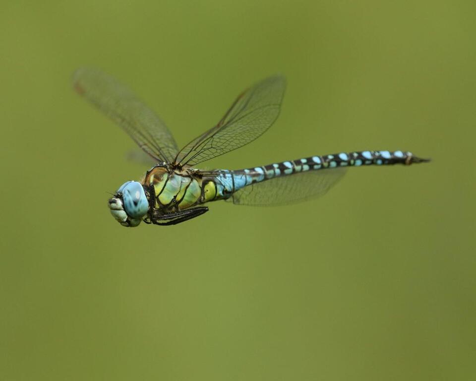 Country diary: The sound of a dragonfly is a 300m-year-old whisper ...