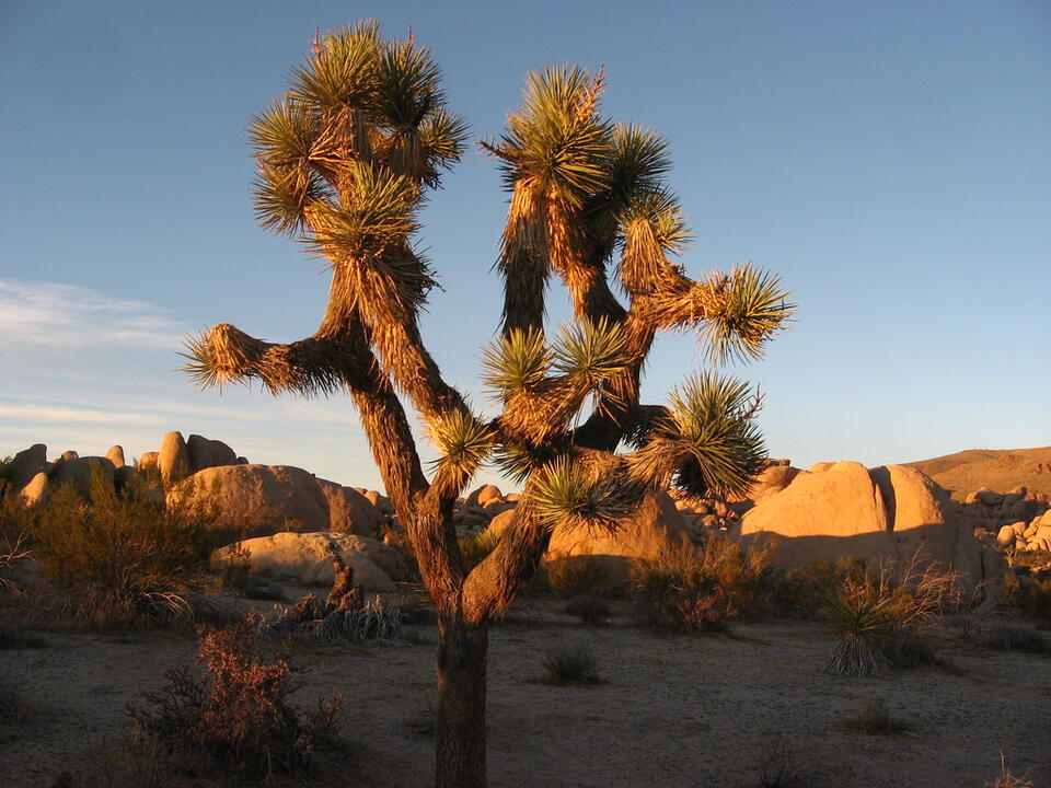 Joshua Tree and the Giant Sloth: How a Lost Partnership Is Changing an ...