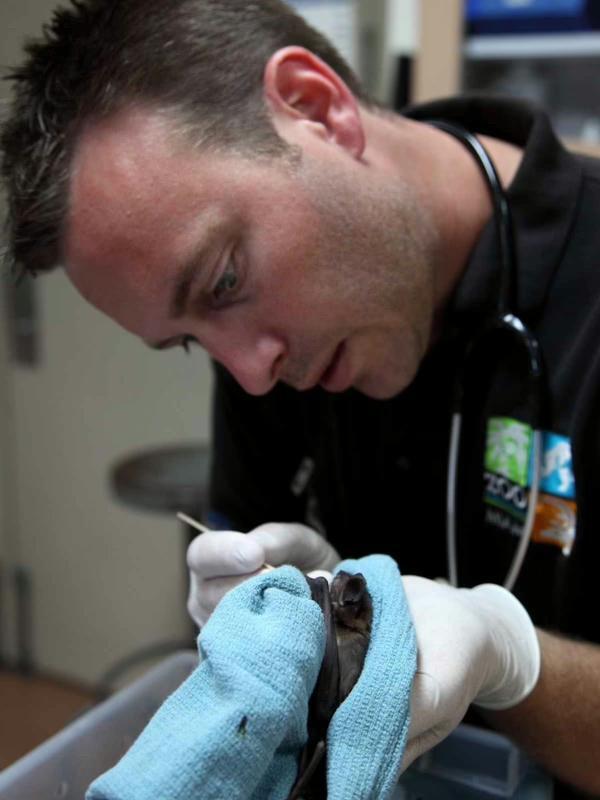 Meet the Scientist: Dr. Frank Ridgley, Zoo Miami, Miami Bat Lab - NewsBreak