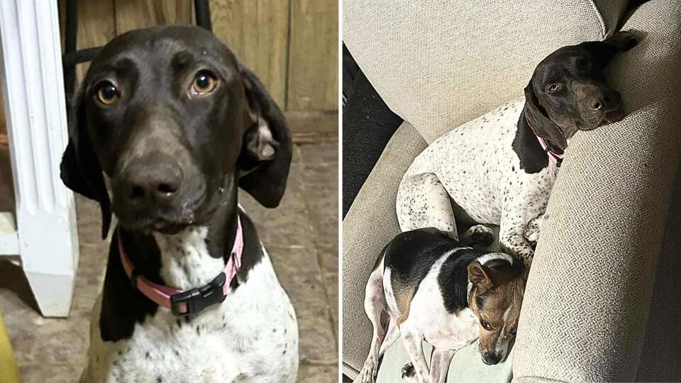 Gentle & Mellow German Shorthaired Pointer Mix Girl is Looking For Love ...