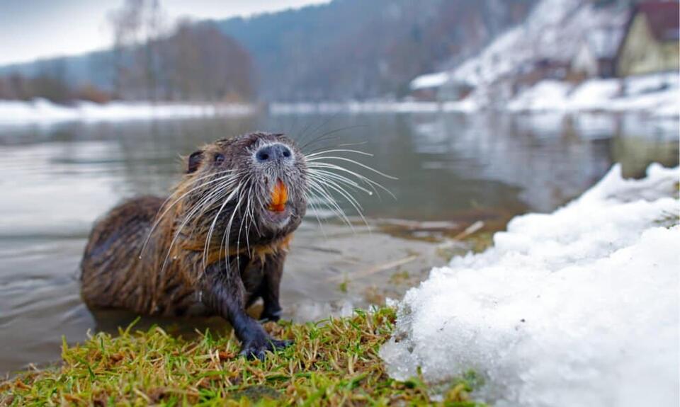 13 Animals That Look Like Squirrels - NewsBreak