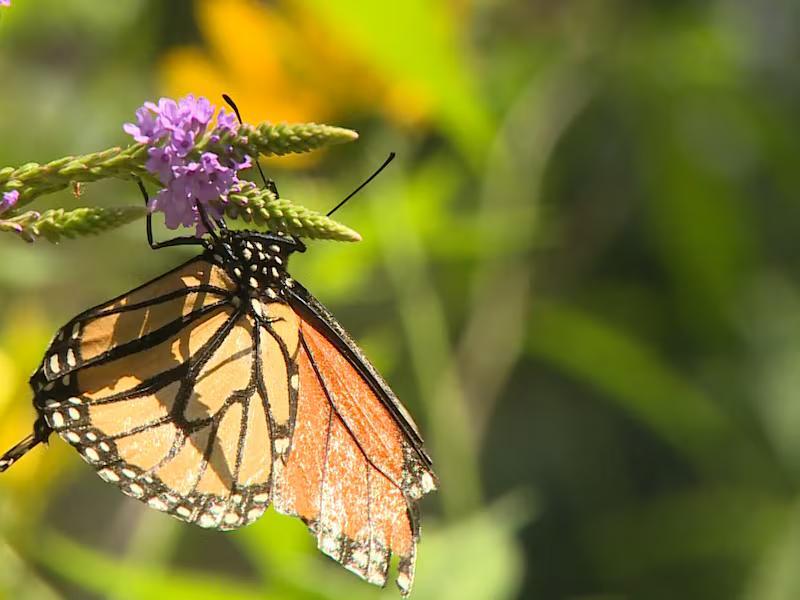 Help butterflies, bees and other pollinators during Pollinator Week