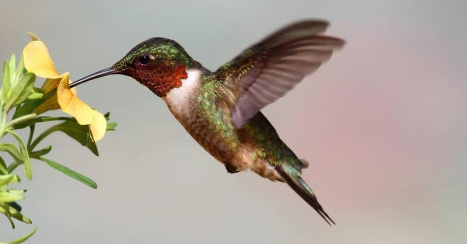 No Hummingbirds in Hawaii? Discover Why the State Has Banned These ...