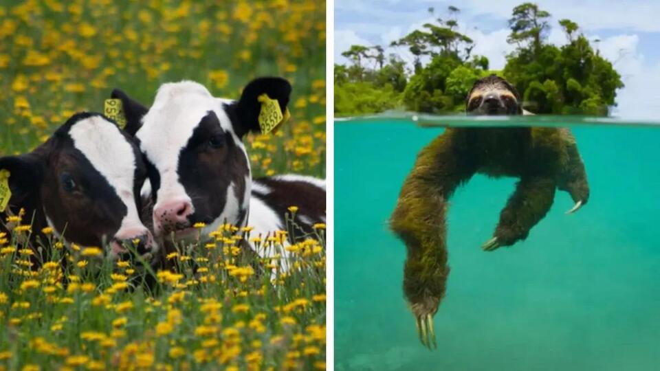 20 Fun Facts That Sound Totally Made Up (But Aren’t) - NewsBreak