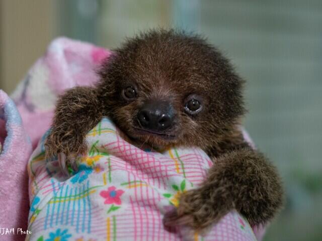 You can now see Lightning the sloth's baby, Juno, at the Cincinnati Zoo ...