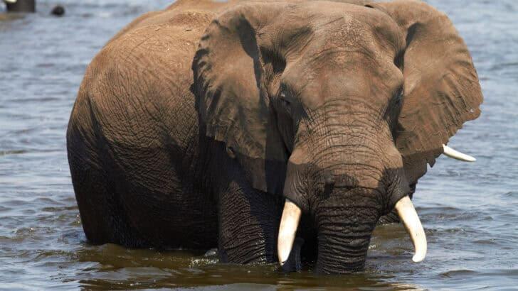 Did You Know That Elephants Are Terrified of Bees - NewsBreak