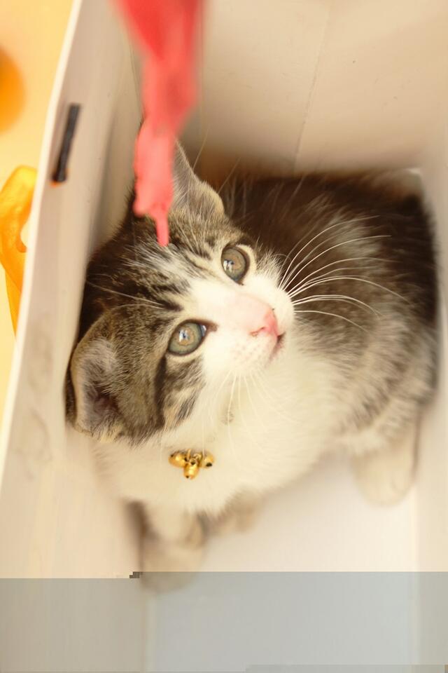 The Most Velcro-Like Cat Breeds That Stick by Your Side - NewsBreak