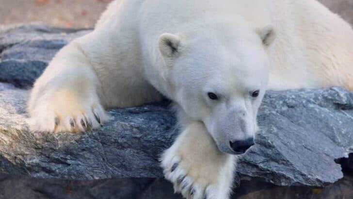 How Polar Bears Teach Their Cubs to Navigate Melting Ice - NewsBreak