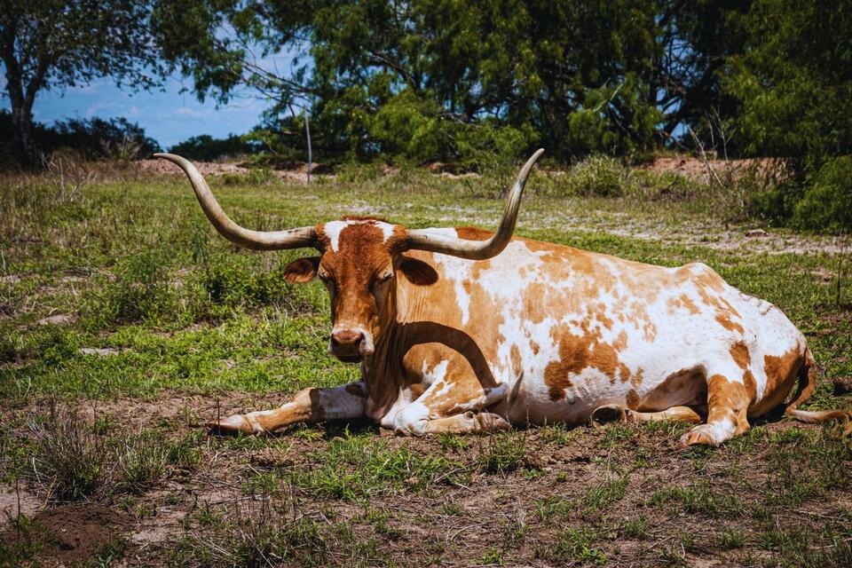 What Texas Really Smells Like According to Texans Themselves - NewsBreak