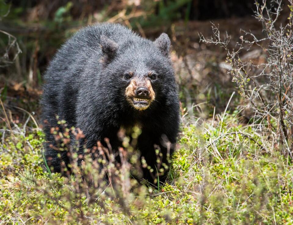 Scary Job: This Utah Biologist Climbs Head First Into Bear Dens - NewsBreak