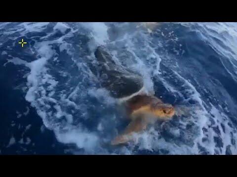 Sea Turtle Narrowly Escapes Chomping Jaws Of Tiger Shark Thanks To ...