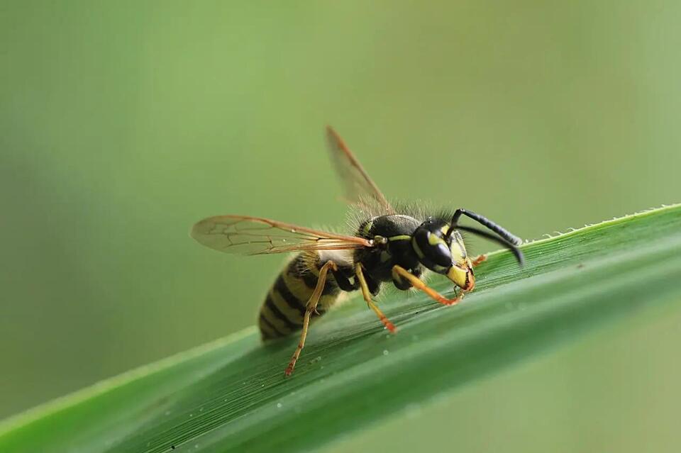 Wasps, hornets, yellow jackets, oh my! Summer activities and stinging ...