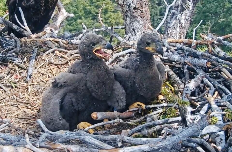 Meet Sandy & Luna – Students Name Big Bear Eagle Chicks As Nearly $2.5M ...