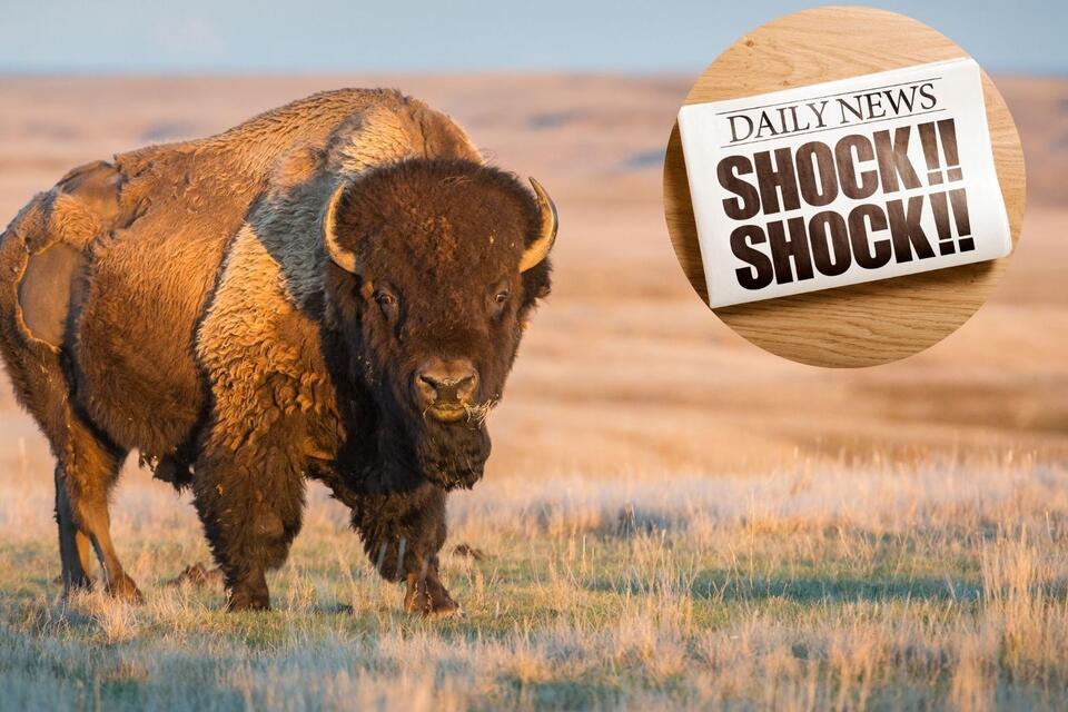 Journalists Shocked! Native Americans in Montana Eat Bison - NewsBreak