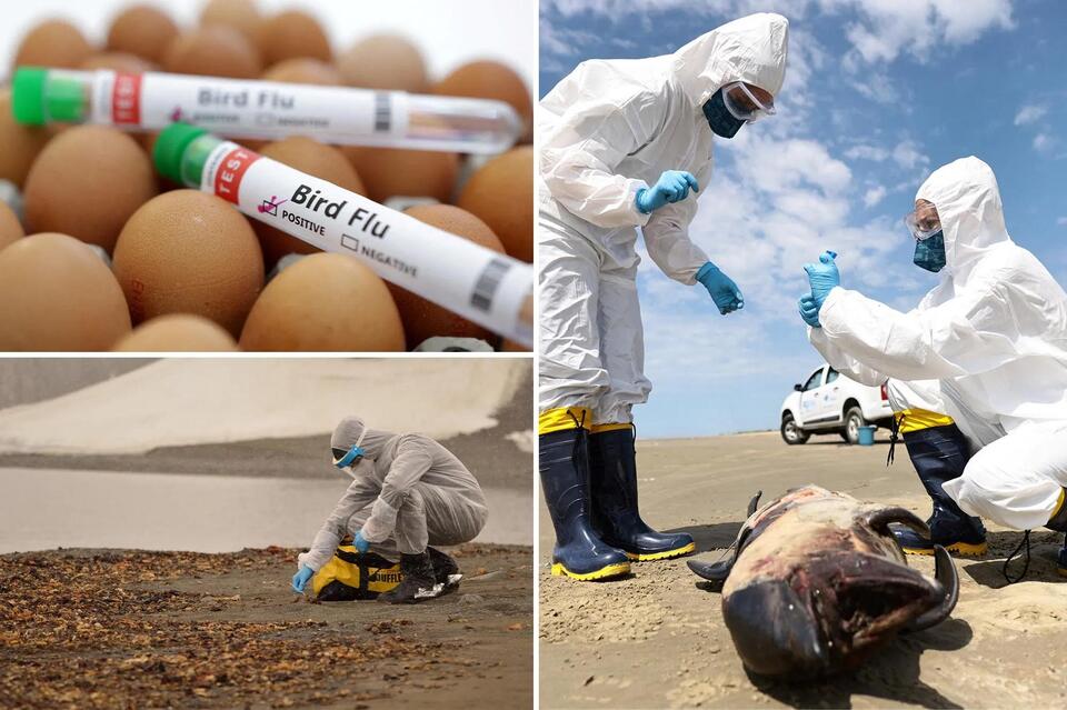 Bird flu pandemic could be ‘100 times worse’ than COVID, scientists ...