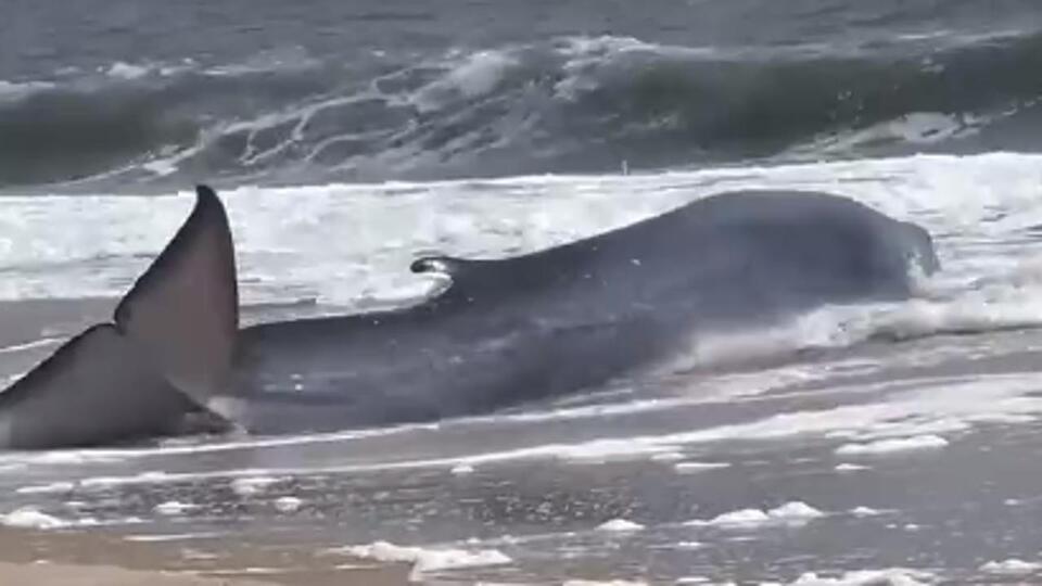 WATCH: Whale beached in Delaware - NewsBreak