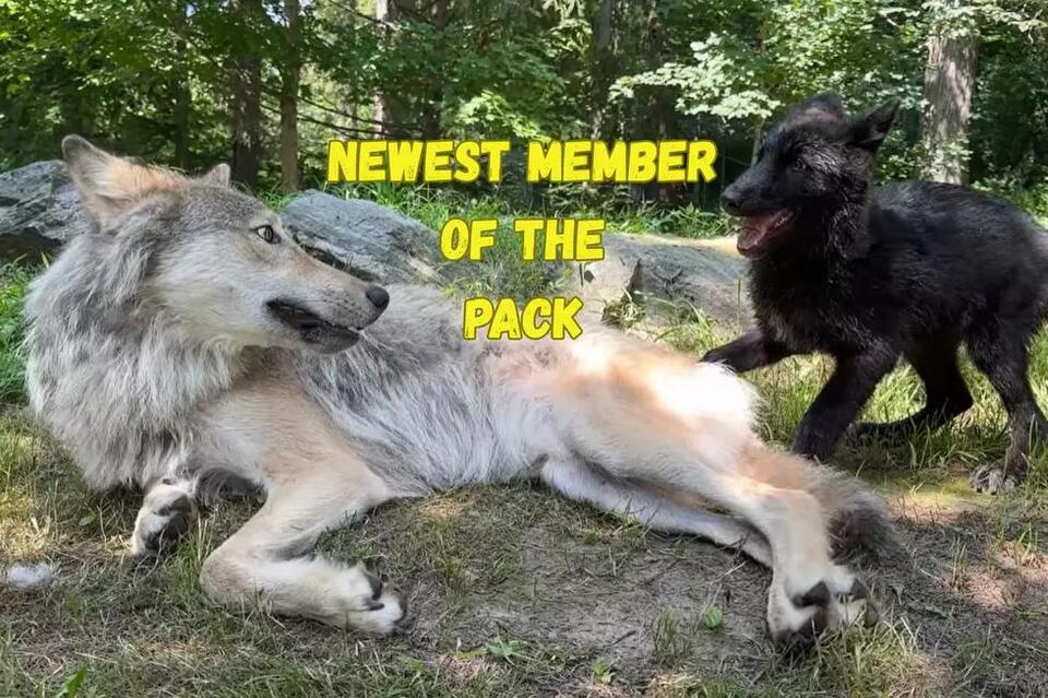Gray Wolf Puppy Now Living with the Pack at New York Wolf Center ...