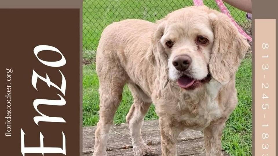 A handsome Cocker Spaniel, Enzo, seeks a forever home after he was ...