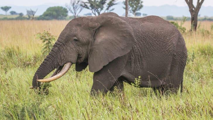 13 Most Social Animals in the Wild - NewsBreak