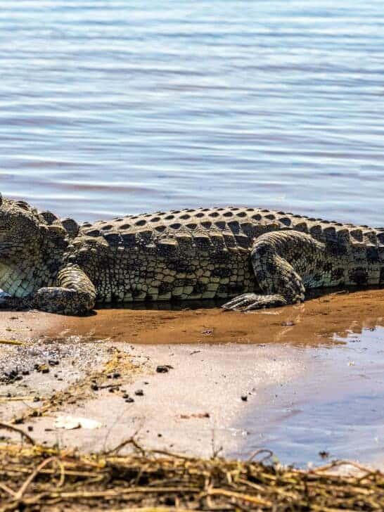 The 10 Most Crocodile-Infested Rivers in the World - NewsBreak