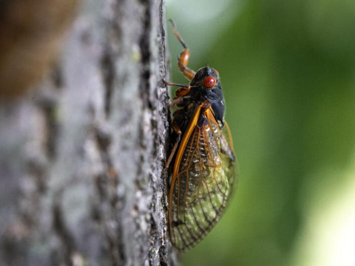 Explosion of cicada-eating mites has the state of Illinois scratching